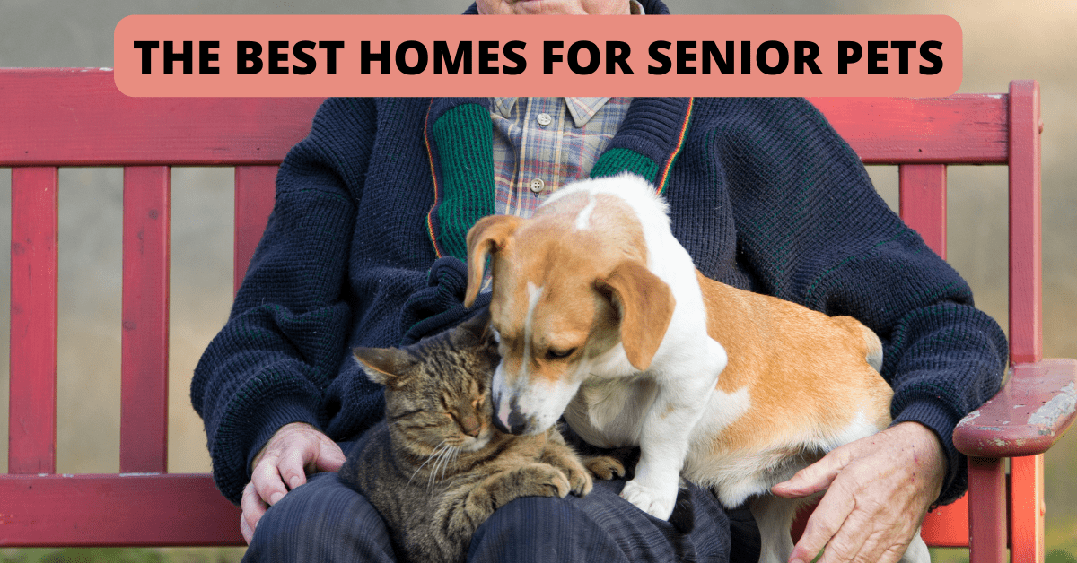 The Best Homes for Senior Pets - Shoreline Happy Paws
