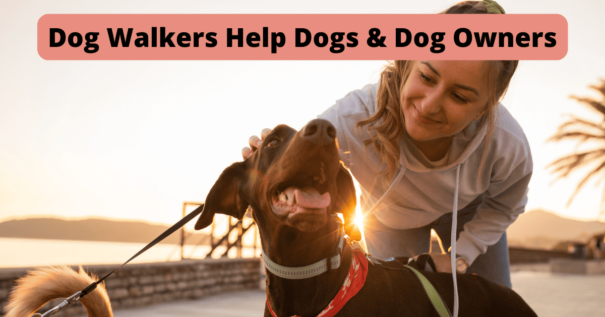 Ways Dog Walkers Help Dog Owners - Shoreline Happy Paws
