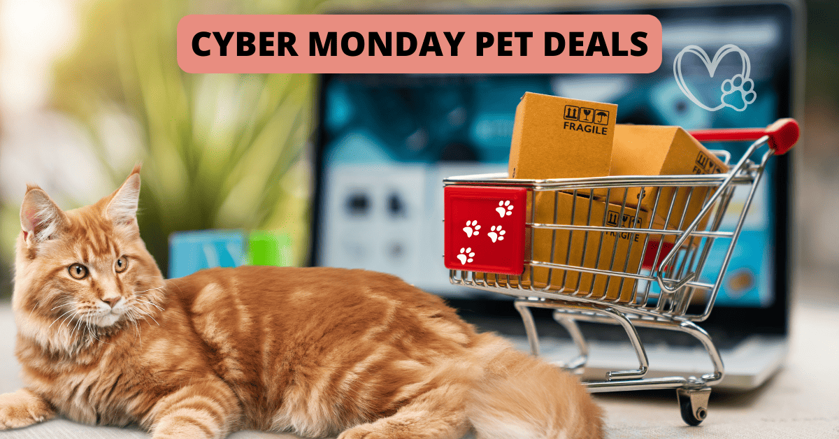 Five Pet Products to Buy on Cyber Monday - Shoreline Happy Paws