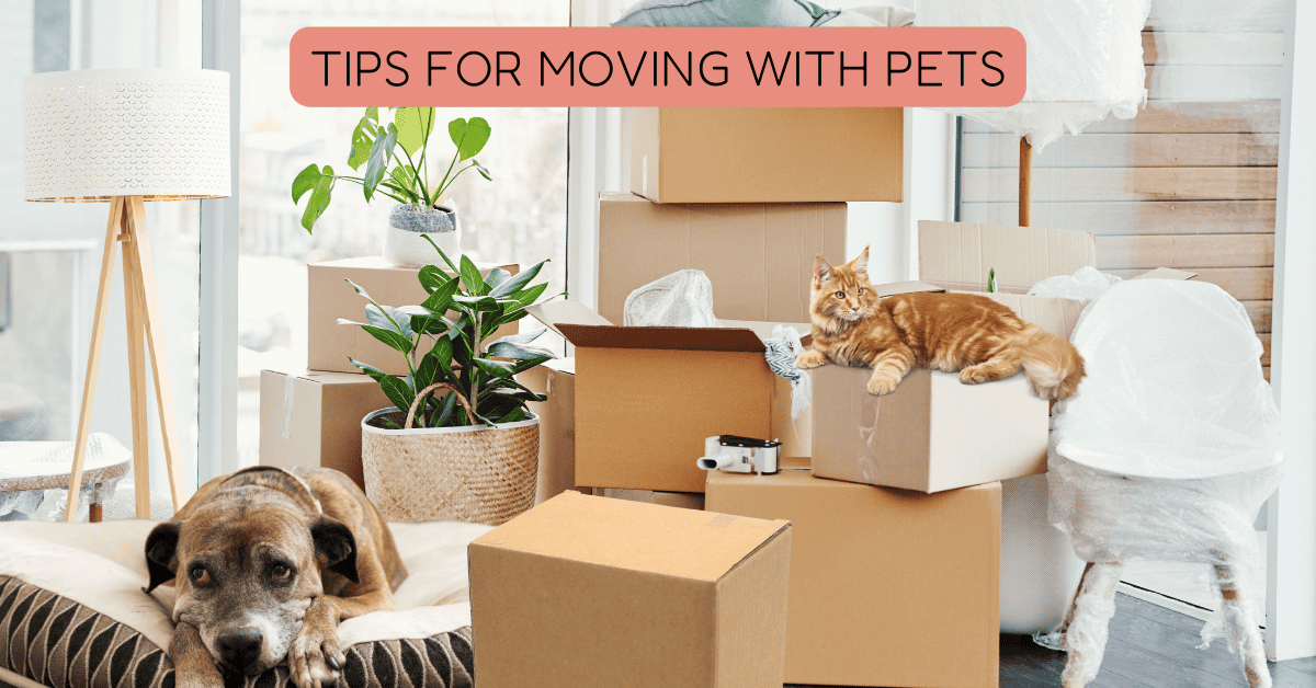 Planning a move with pets - Shoreline Happy Paws