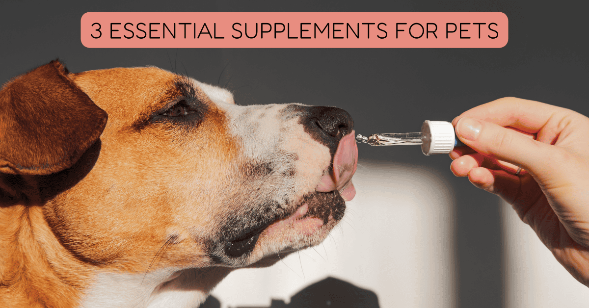 3 Essential Pet Supplements - Shoreline Happy Paws