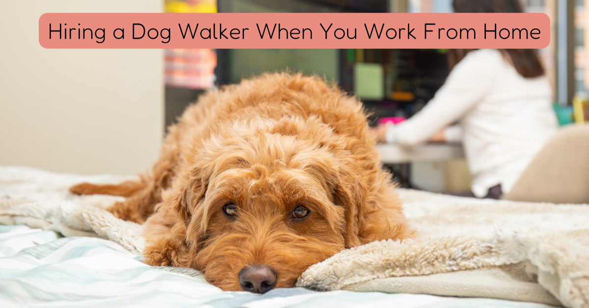 Hiring a Dog Walker While Working From Home - Shoreline Happy Paws