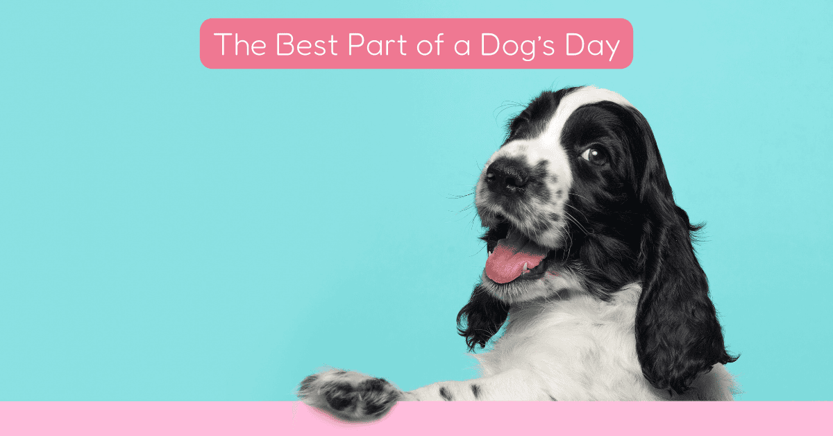 Dogs Love Routines: The Best Part of a Dog's Day