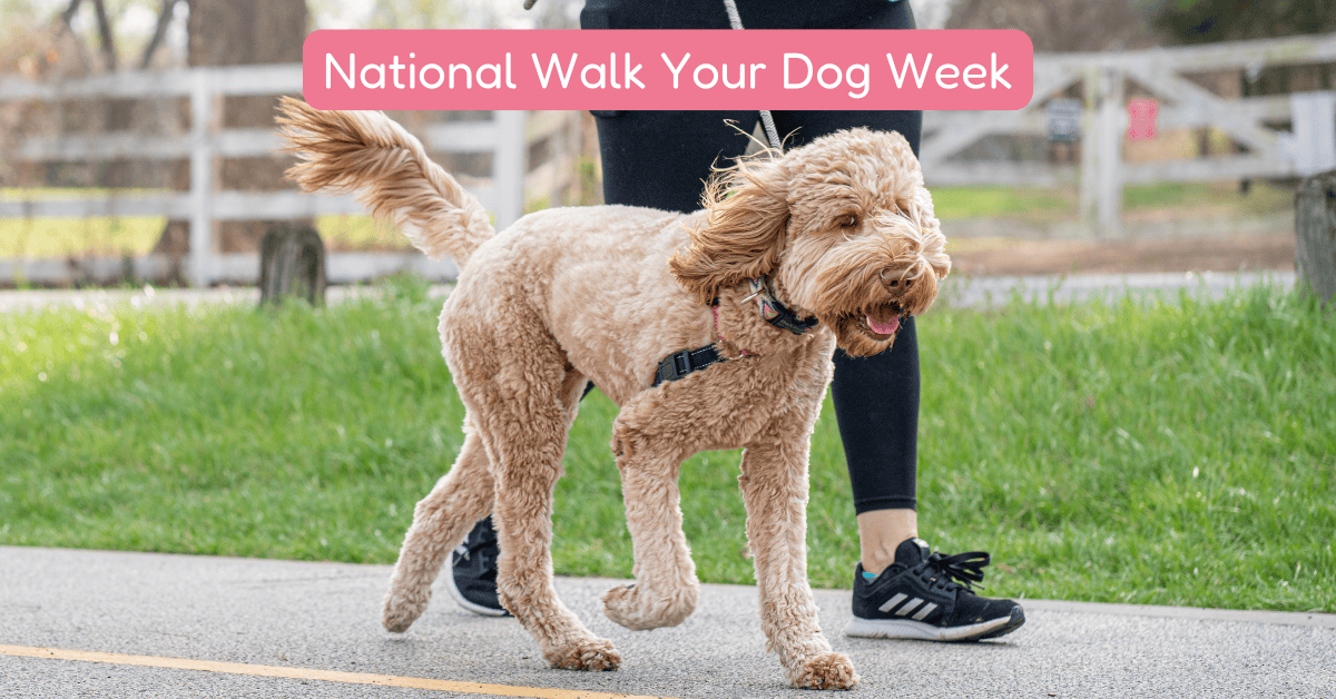 National Walk Your Dog Week with Shoreline Happy Paws