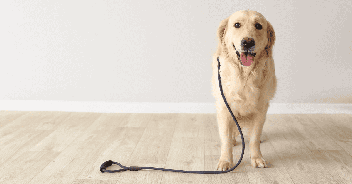 Dog Walks: A Lifeline For Active Pets And Their Family